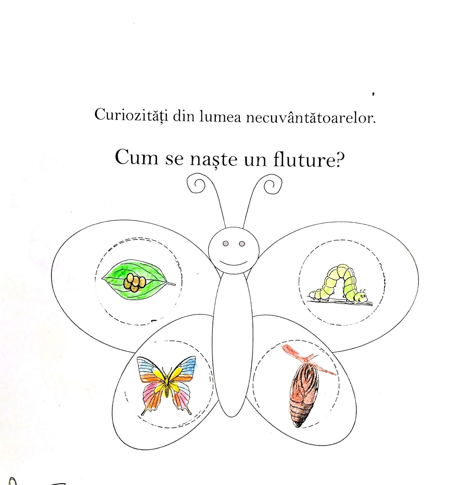 Curiozități din lumea necuvântătoarelor: Cum ia ființă un fluture ...