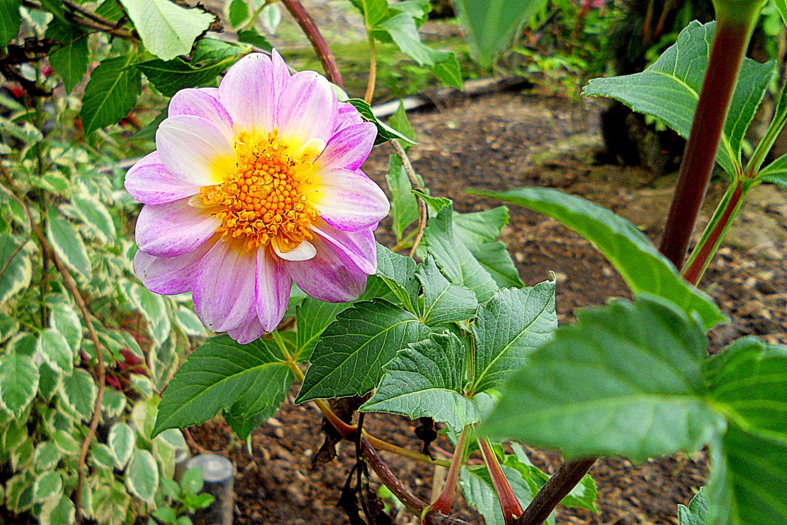 Kecantikan & Keunikan Bunga Desa - Relaks Minda