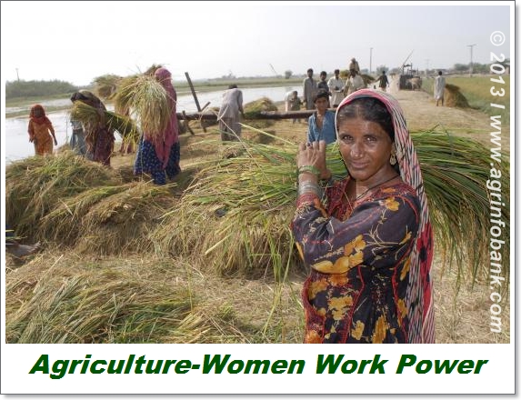 Agriculture-Women Work Power | Agriculture Information Bank