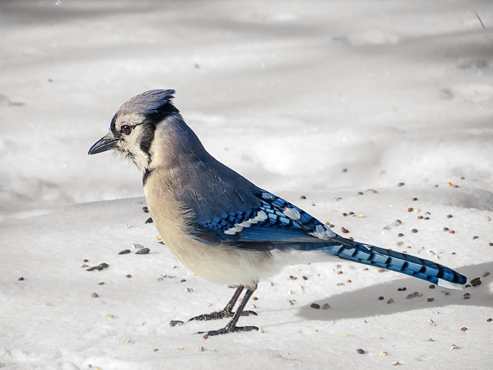 THE BIRD HOUSE: BLUE JAY: 02/15/2014