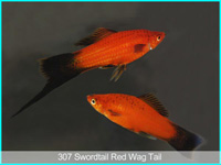 Swordtail-Xiphophorus Helleri