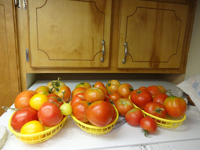 The Scientific Gardener: Fridge Tomatoes