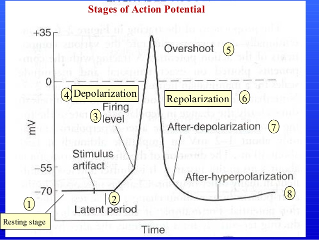 ACTION POTENTIAL AND ITS STAGES |FINDYOURSELF - Findyourself343 | notes ...