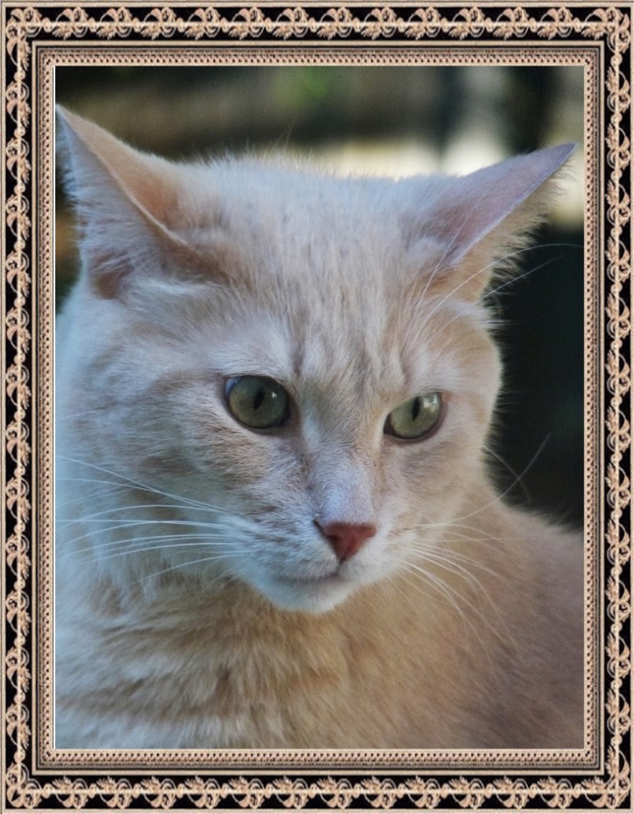 Wendy's 3-D Cats: DYLAN IS TAUPE OF THE HEAP!