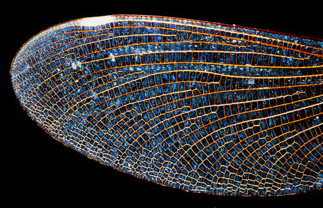 adollartwenty: Improving Flywire