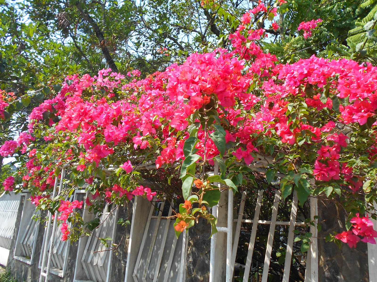 Yukhidupsehat agwingallery: KHASIAT OBAT DIBALIK KECANTIKAN BUGENVIL