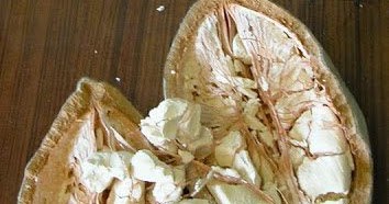 WebTvAngolana: Frutos e Frutas Silvestres de Angola 2019