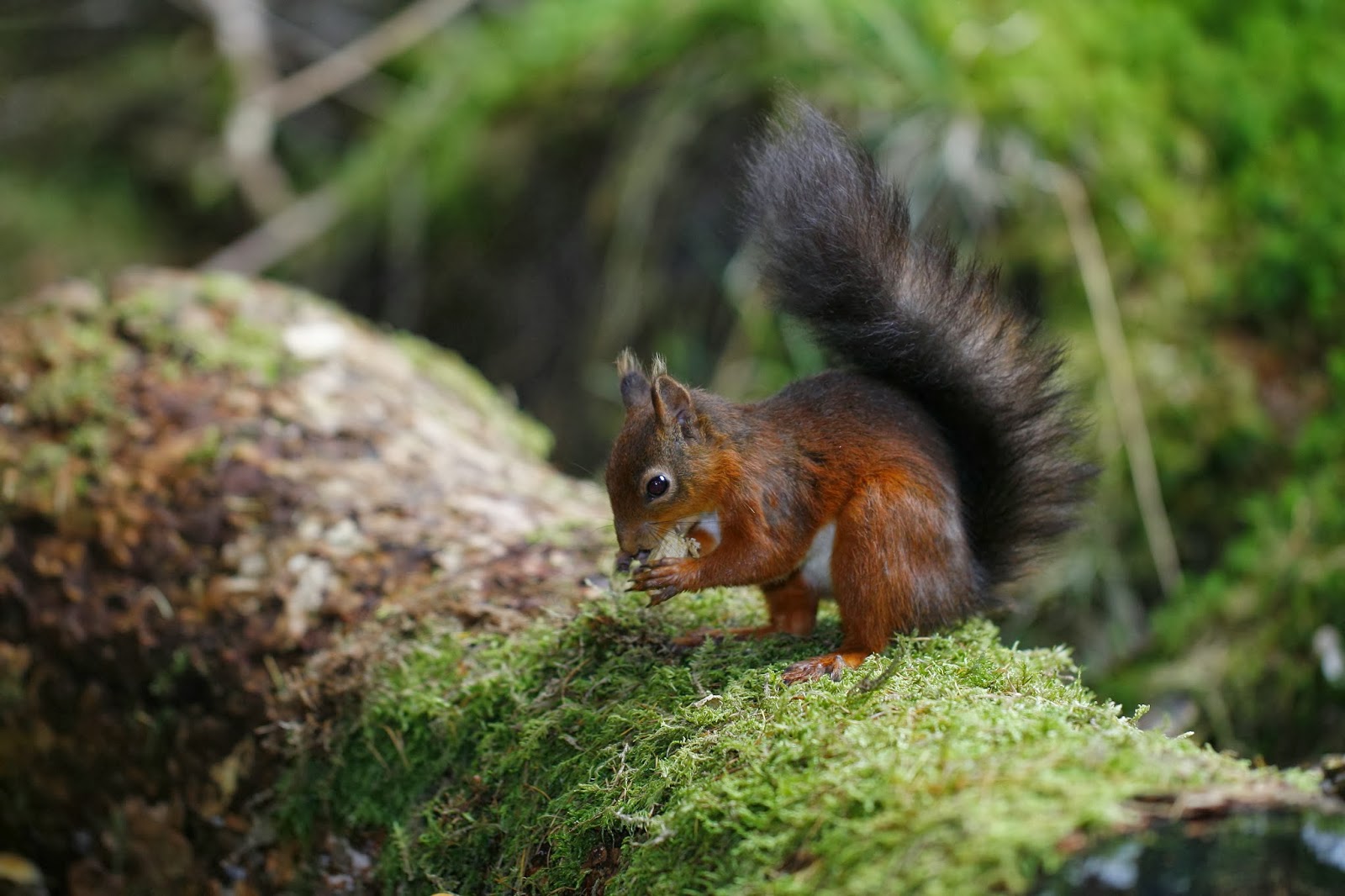 Red squirrel - auhac