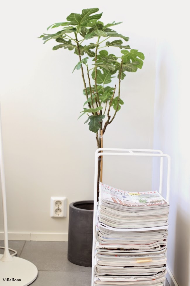 VILLA ILONA: Fig Tree / Viikunapuu