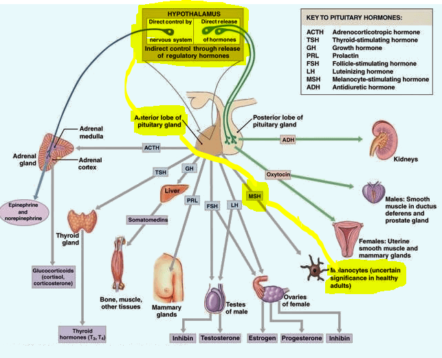 Help For Mood Disorders: ACTH, POMC AND THE MSH