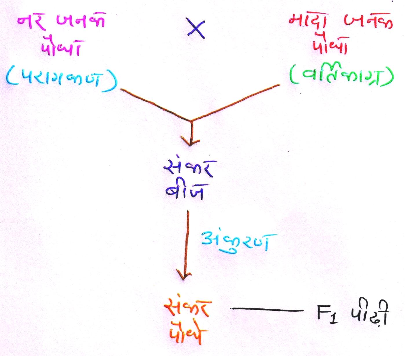 Hybridization Techniques