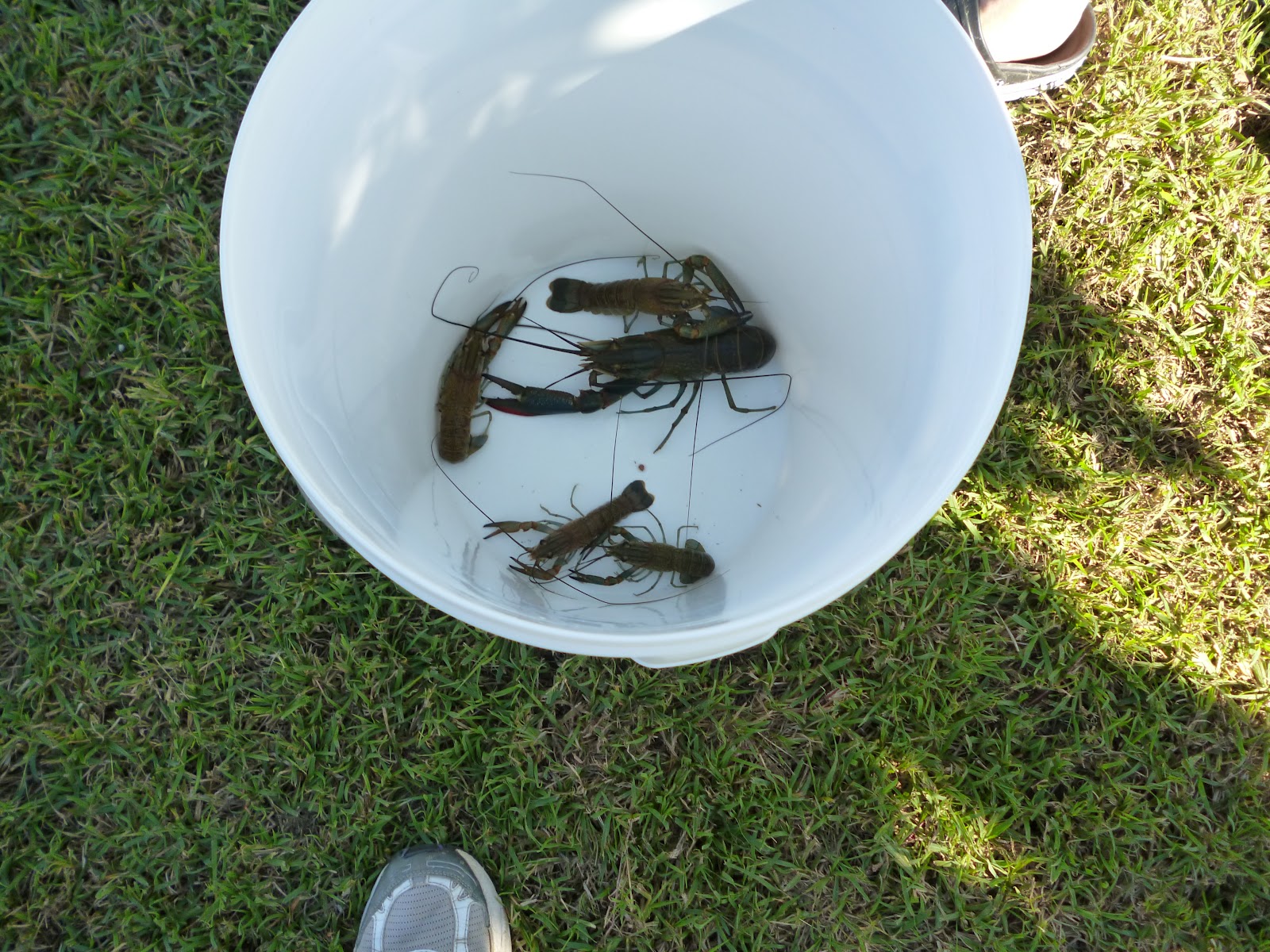 Val and Chris on tour: Catching red claws at Lake Maraboon