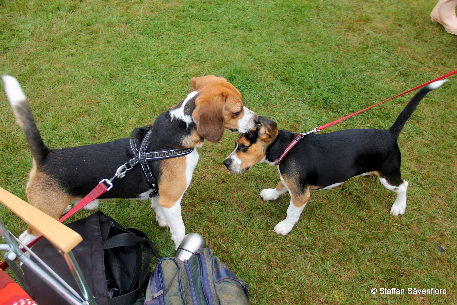 Staffans tankar om lite av varje: Jakthundsträff på Tånga hed