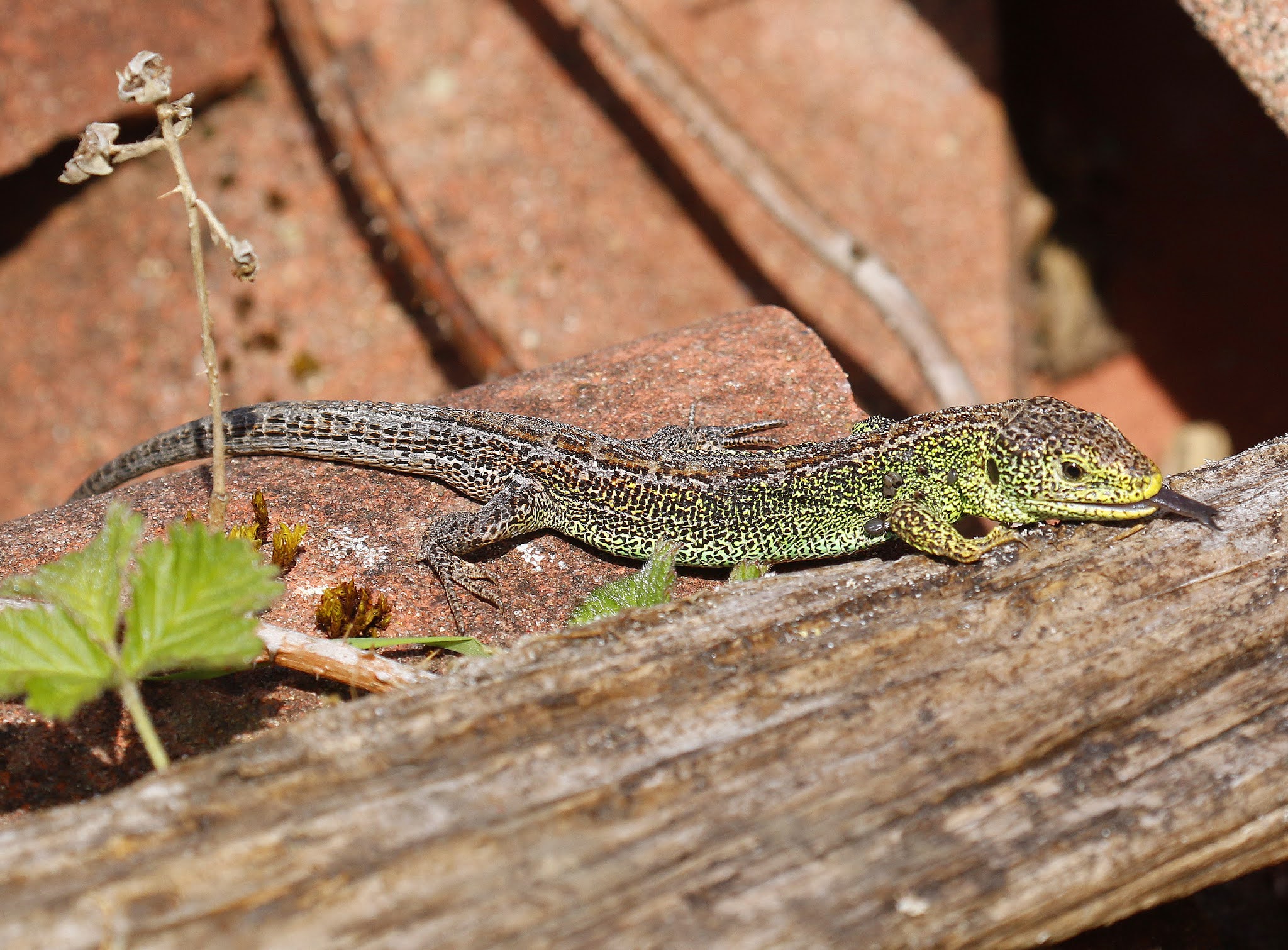 Black Audi Birding: Sand Lizards Out on the Tiles 7th May 2021