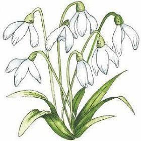 A tanító néni jegyzetei: Hóvirág