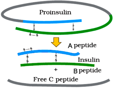 How many short polypeptide chains are seen in insulin?