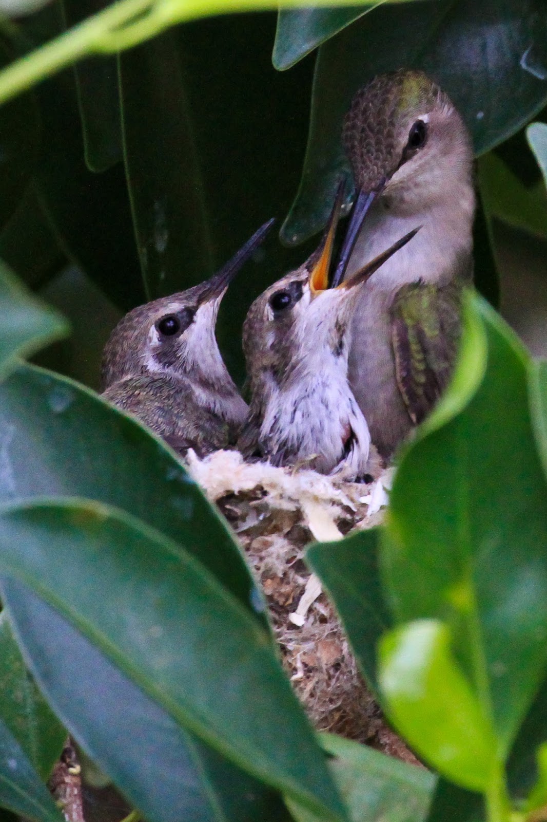 a critters eye view - photography by christopher d campbell ...