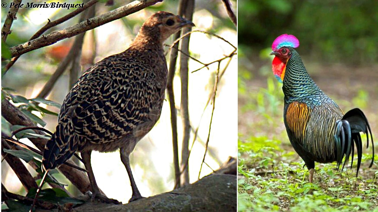 Gallinas de la A a la Z: Historia de las gallinas ( Resumen )