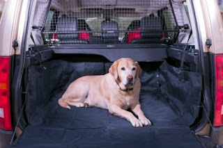 VETERINARY ASSOCIATES OF CAPE COD