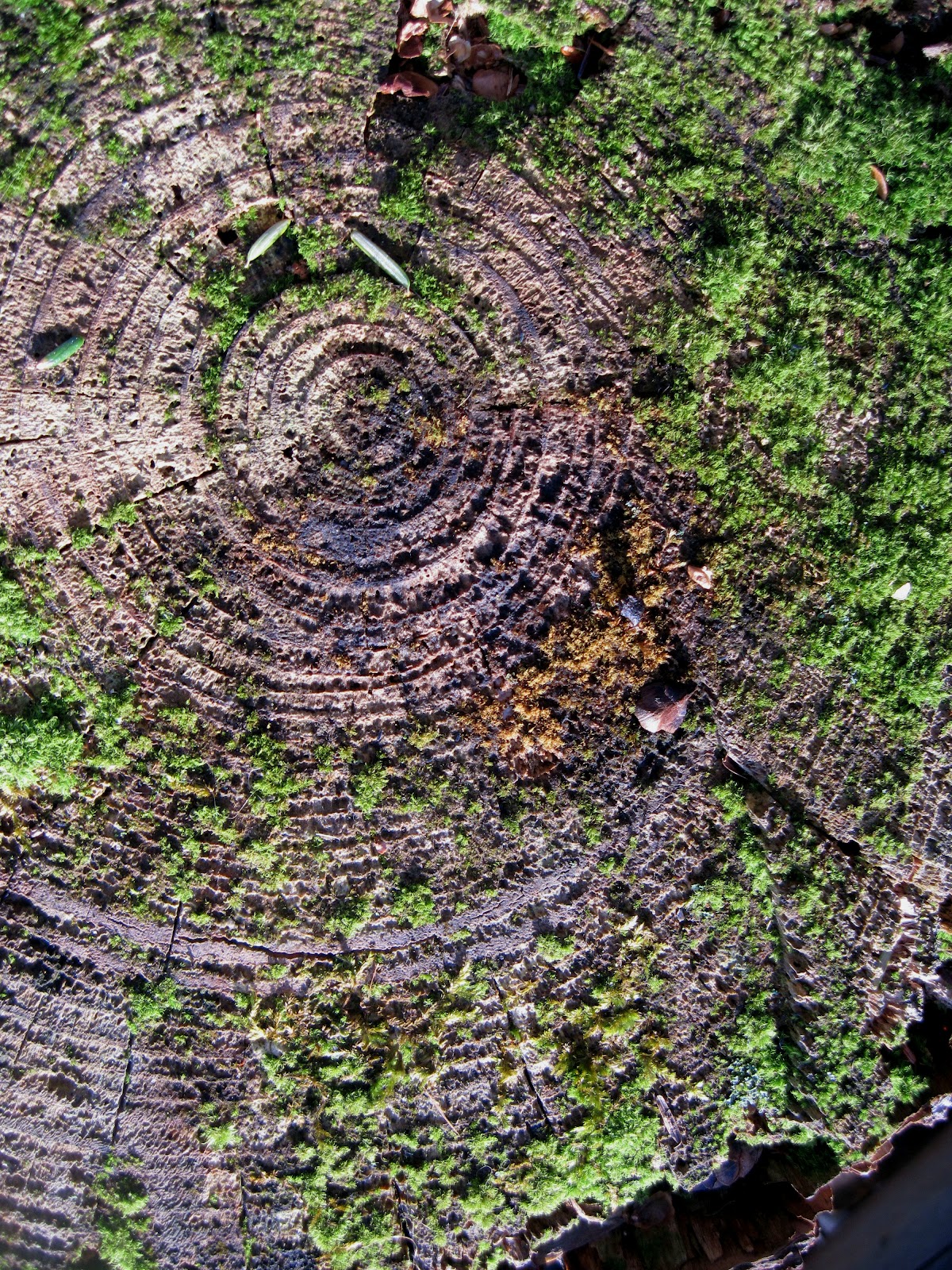 RavenWood Forest: Inspiration