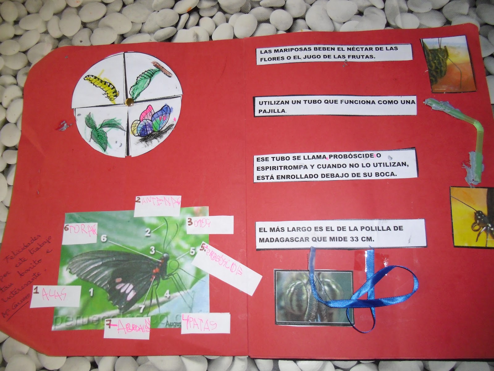Trasteando en casa: Lapbook de Mariposa