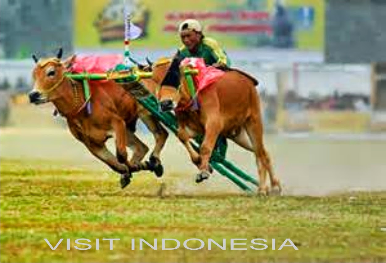 culture of INDONESIA: karapan sapi(cow racing)