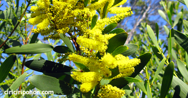 Cari Tahu Tentang Tanaman Akasia Longifolia - Ciriciripohon.com