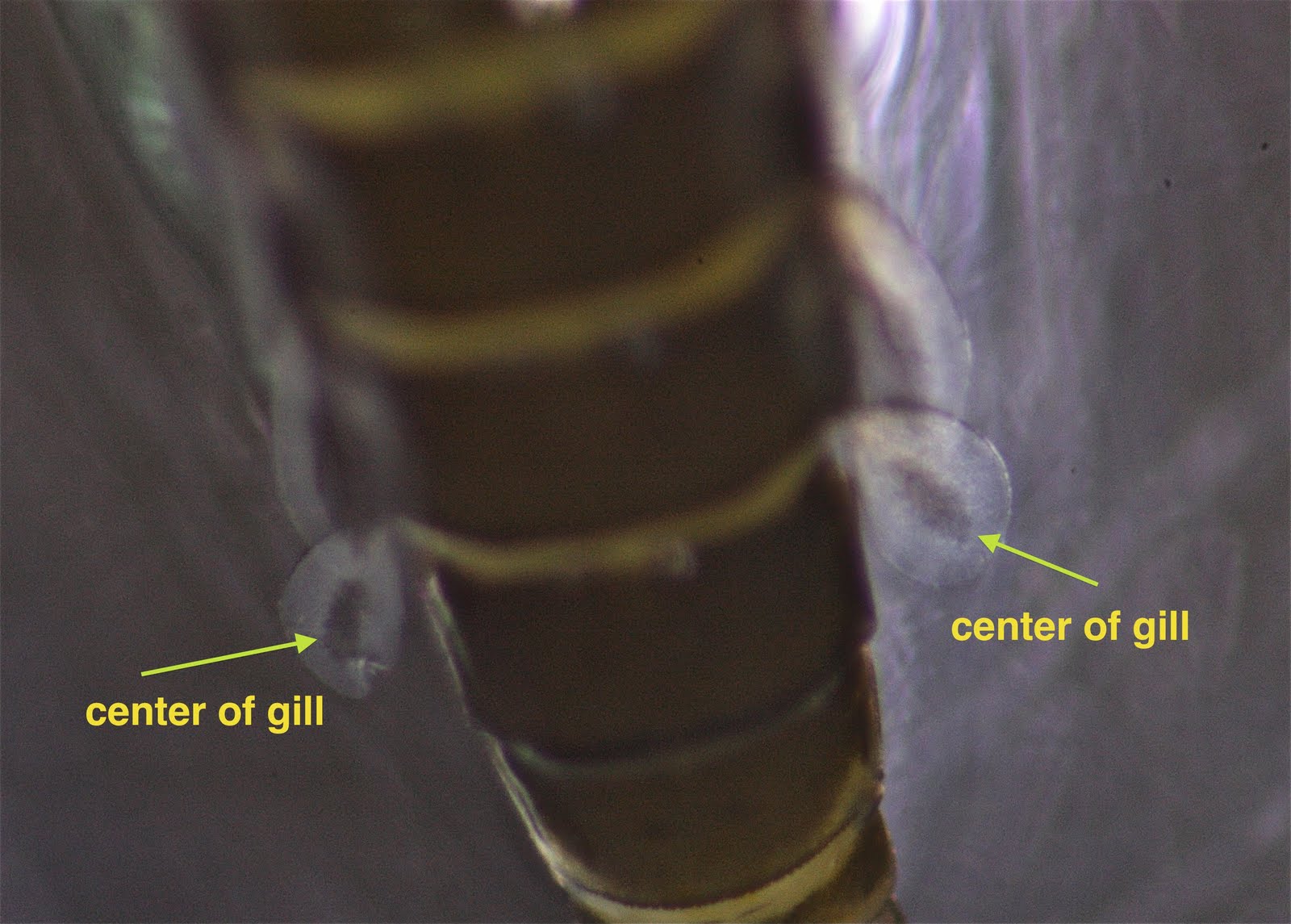 Aquatic Insects of Central Virginia: Genus ID of a Small Minnow Mayfly ...