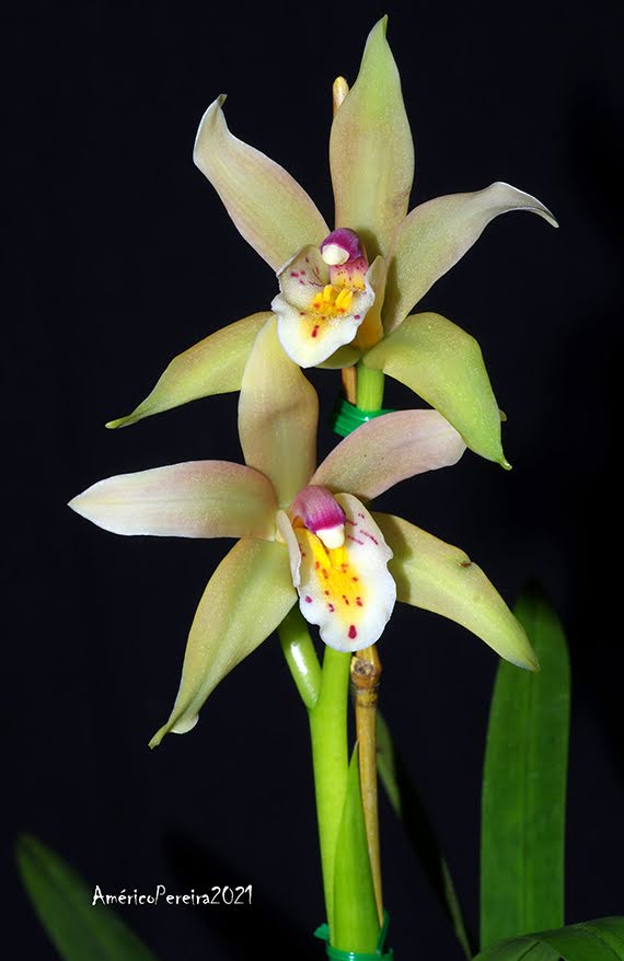 Cymbidium roseum J.J.Sm.