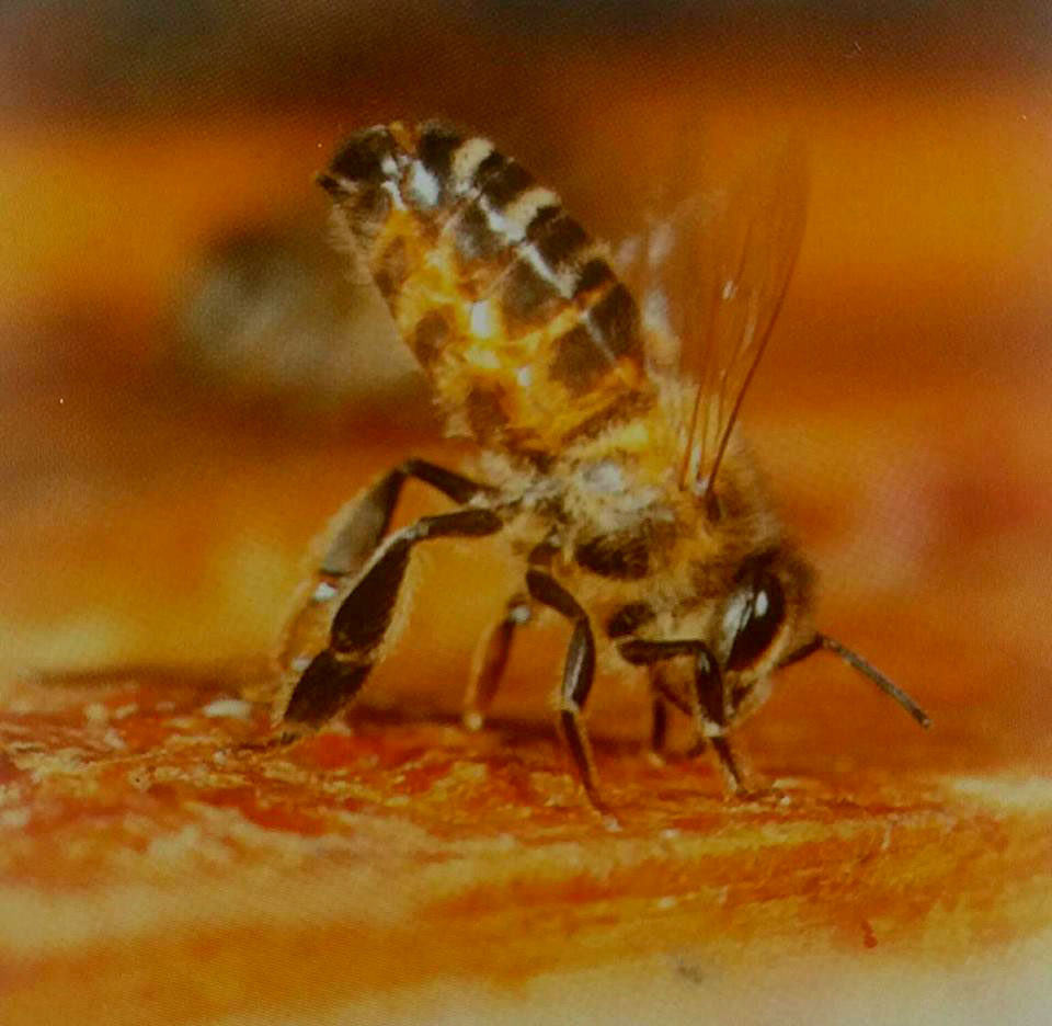 Premještanje pčela u košnicu - Pčelarstvo za početnike