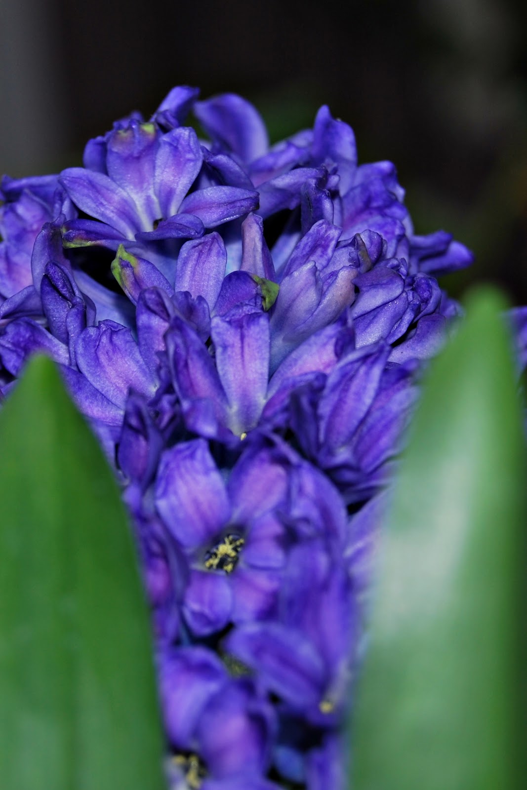 Lilac Gate: Hyacinth
