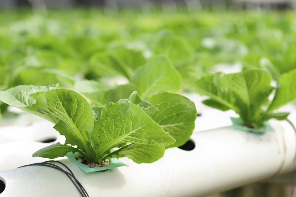 UMAM Agro-Urban Garden: Kitosan - Chitosan in Plant Protection