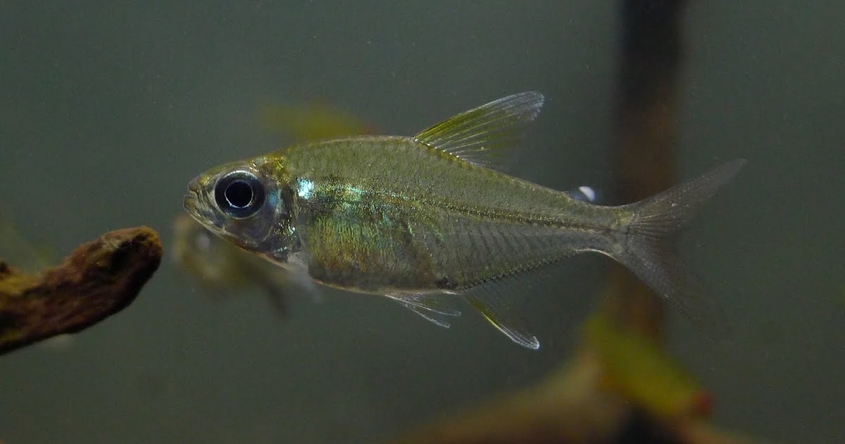 名燈天下: 秘魯黃鰭水晶翠綠燈 (Moenkhausia sp. aff. collettii)