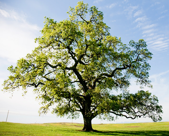 How Trees Talk to Each Other