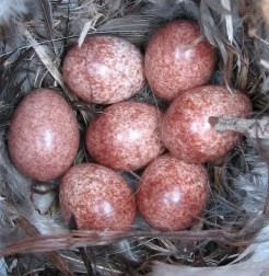 House Wren Eggs