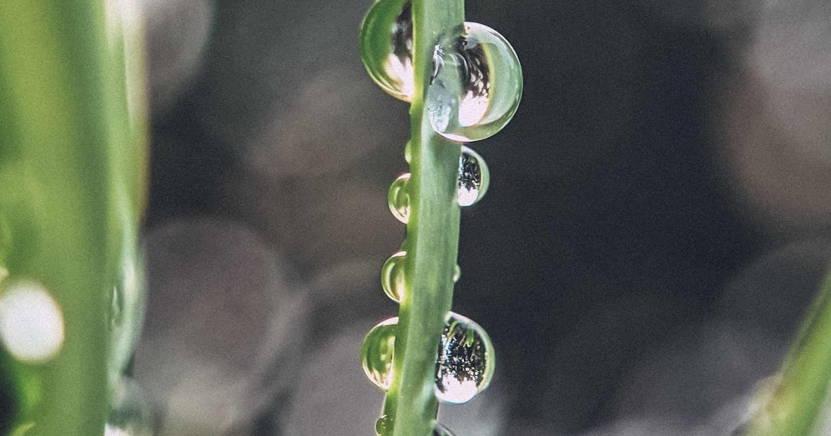 18 Keping Gambar Titisan Embun (Droplets Macro Photography)
