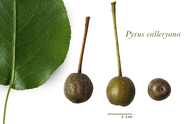 Flora Urbana: Mini-poires de Chine