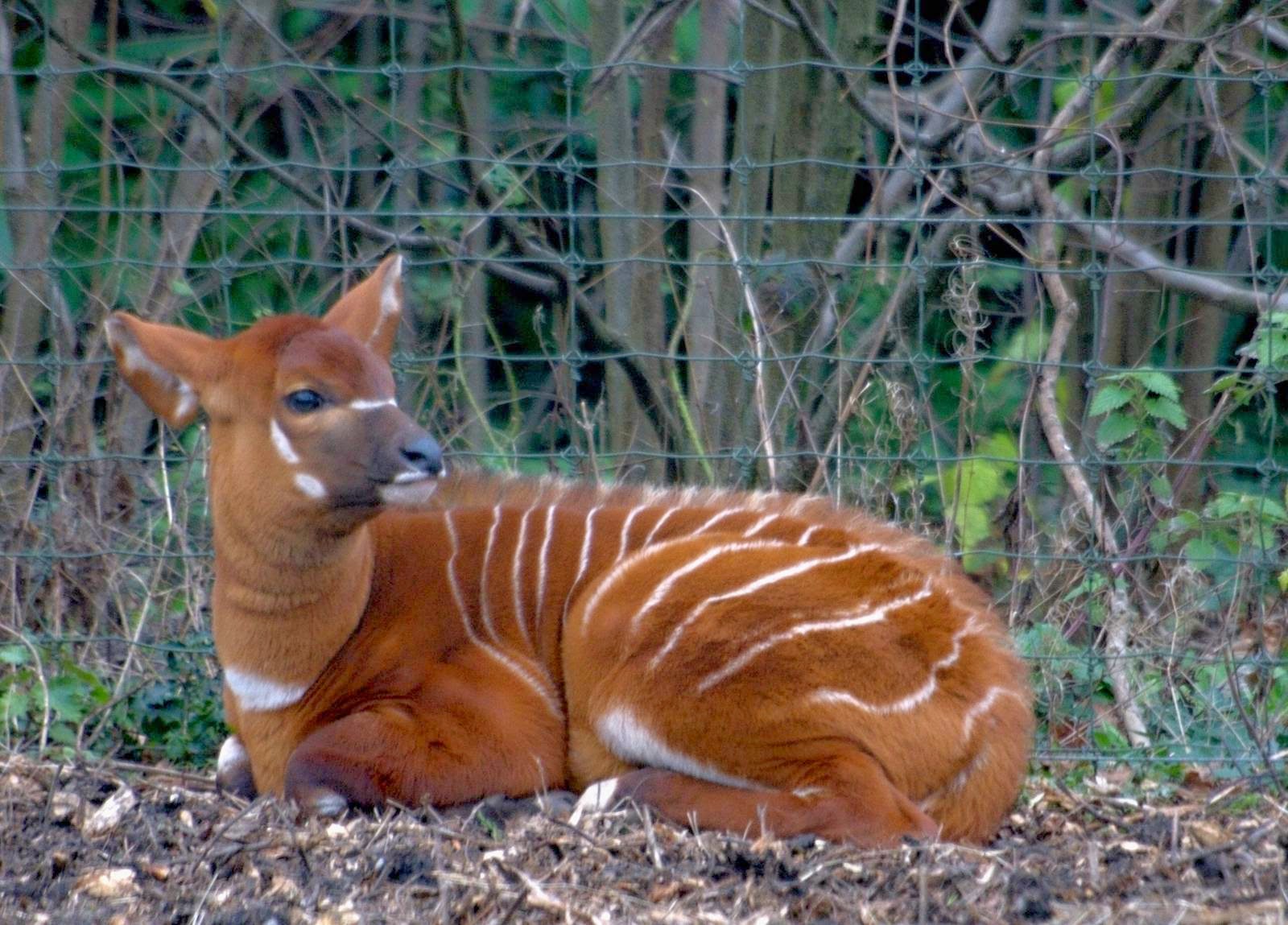 ΜΠΟΝΓΟΣ (BONGOS) photos - wallpapers | the fun bank