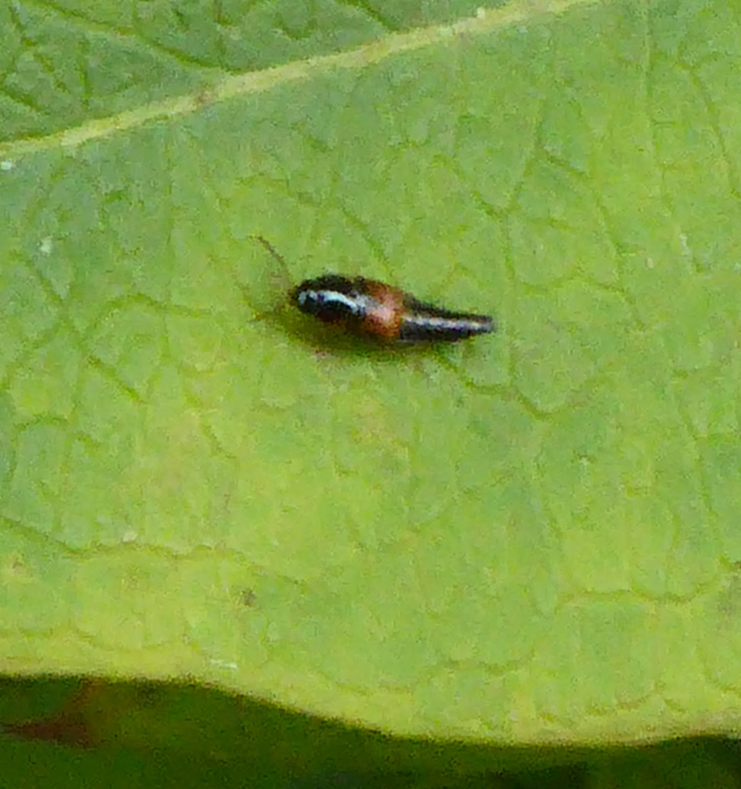 Wild and Wonderful: And then there was one