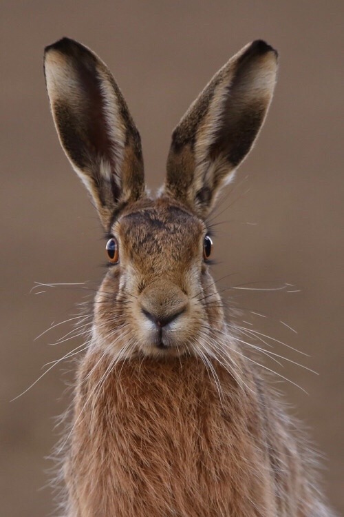 Content in a Cottage: English Hare Portrait