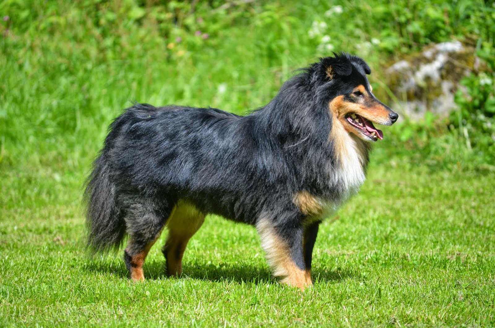 Pampai Lumo: Koutsina Seppo Savikko