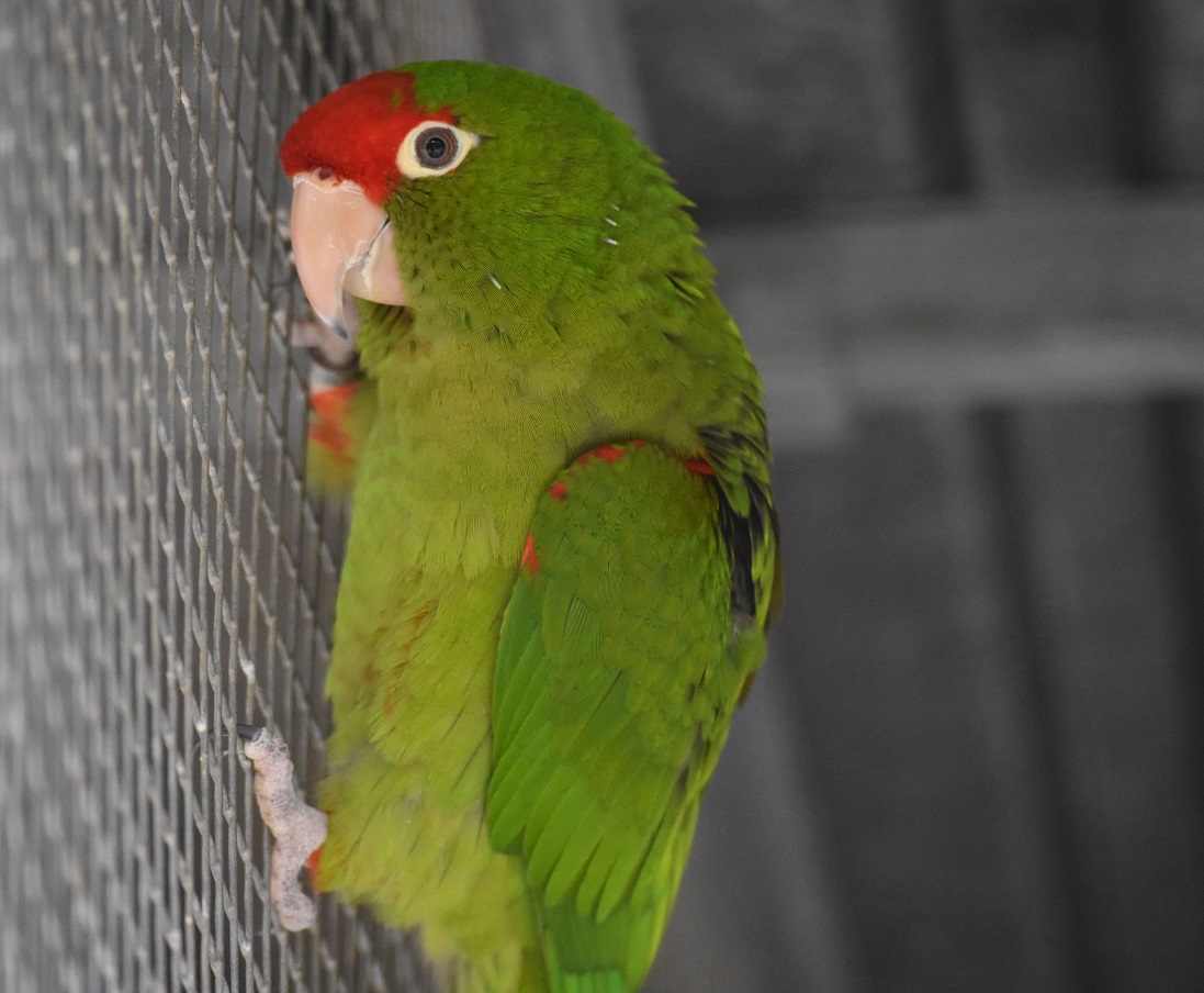 ZOOTOGRAFIANDO (6.100 ANIMALS): PERICO DE FRENTE ESCARLATA / SCARLET ...