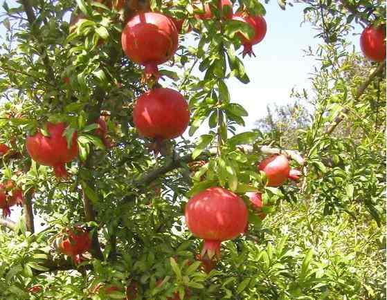 fruit: Pomology:Its status and importance