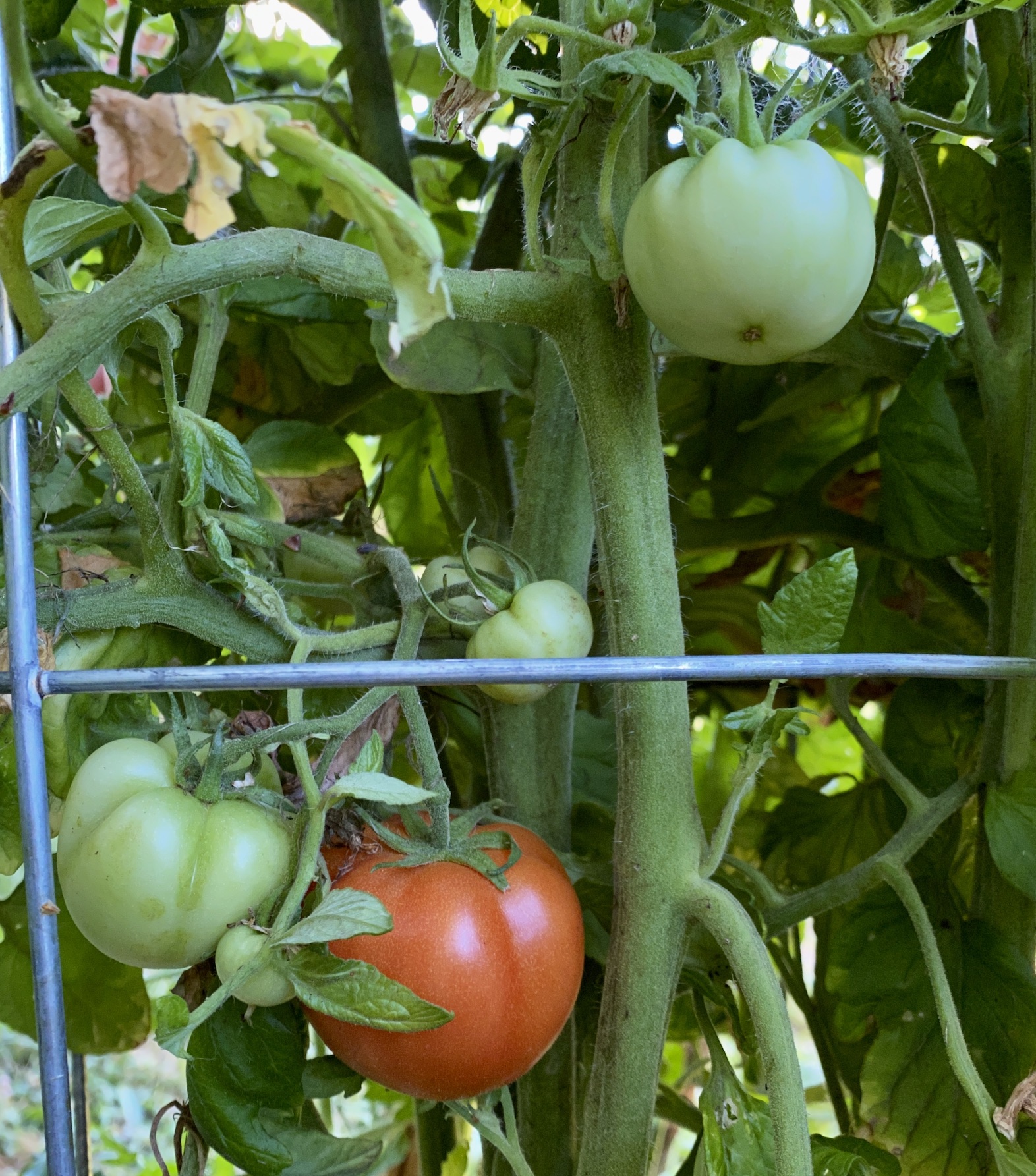 Teresa Kasner: Red Tomato, Post Office Visit and Gorge Views