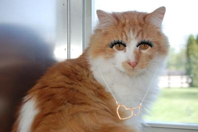 ANIMALS TIME : The best 10 Cats edited pics (las 10 mejores fotos ...