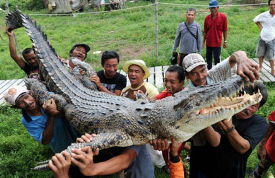 Romancing Borneo: Borneo Crocodile Attacks - War Begins