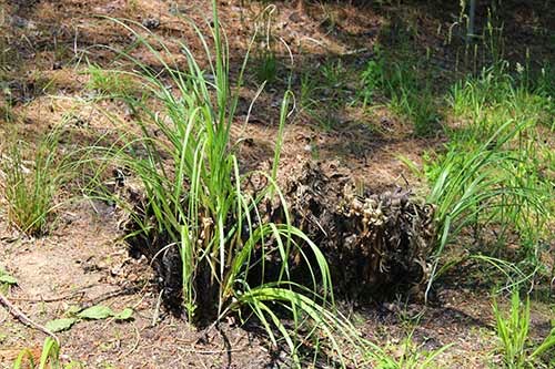 Garden Lady How To Trim Pampas Grass Videos Included