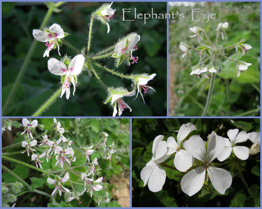 Elephant's Eye: October’s wildflowers 2011