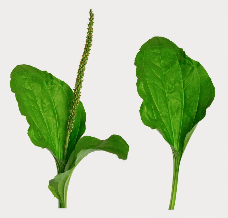 The Natural Journey For Life: Plants are Cool : Plantain The Anti-Poison