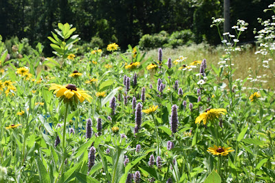 Using Georgia Native Plants: June 2020